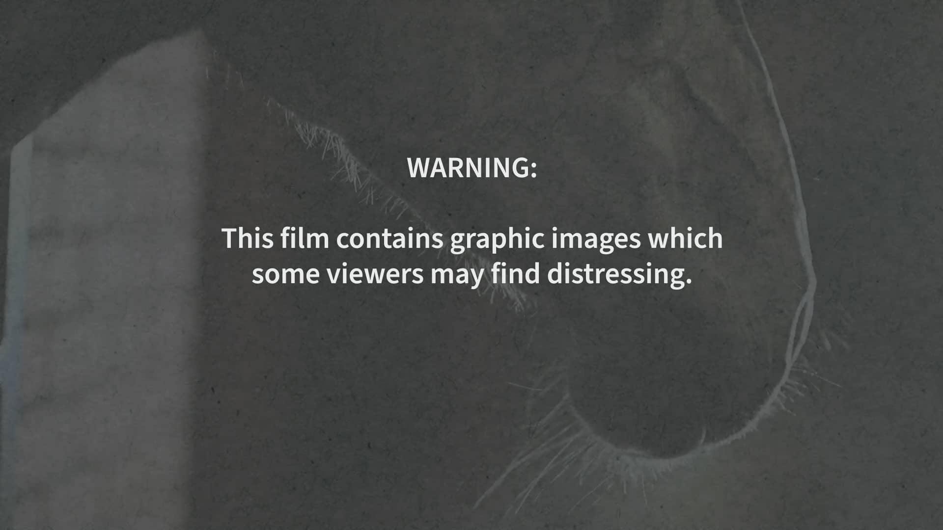 Animal Aid's Horse Slaughter Investigation 2019-2020 (Vyta Du Roc) on Vimeo