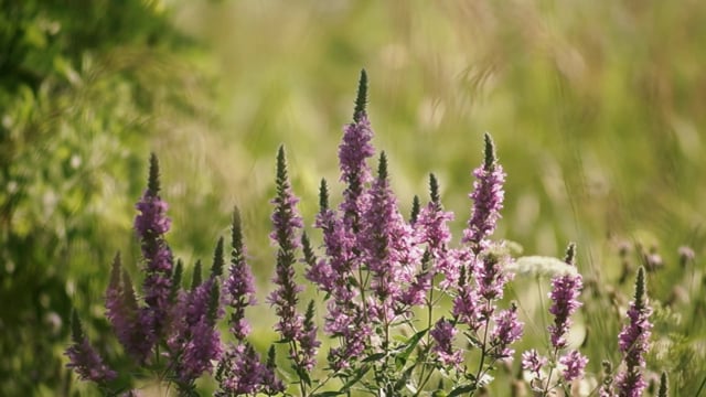 Flores Bloom Flora - Free video on Pixabay