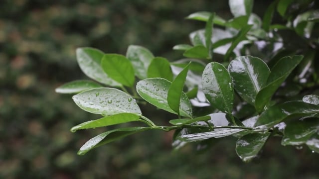 Greenery, Fresh, Environment. Free Stock Video - Pixabay