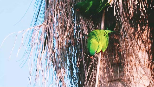 Maritaca Parrot Bird - Free video on Pixabay