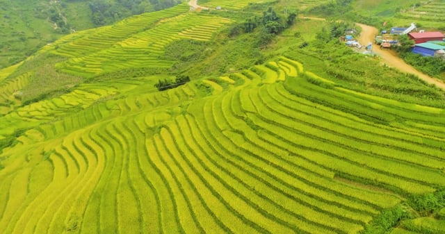 90+ Free Rice Field & Rice Videos, HD & 4K Clips - Pixabay