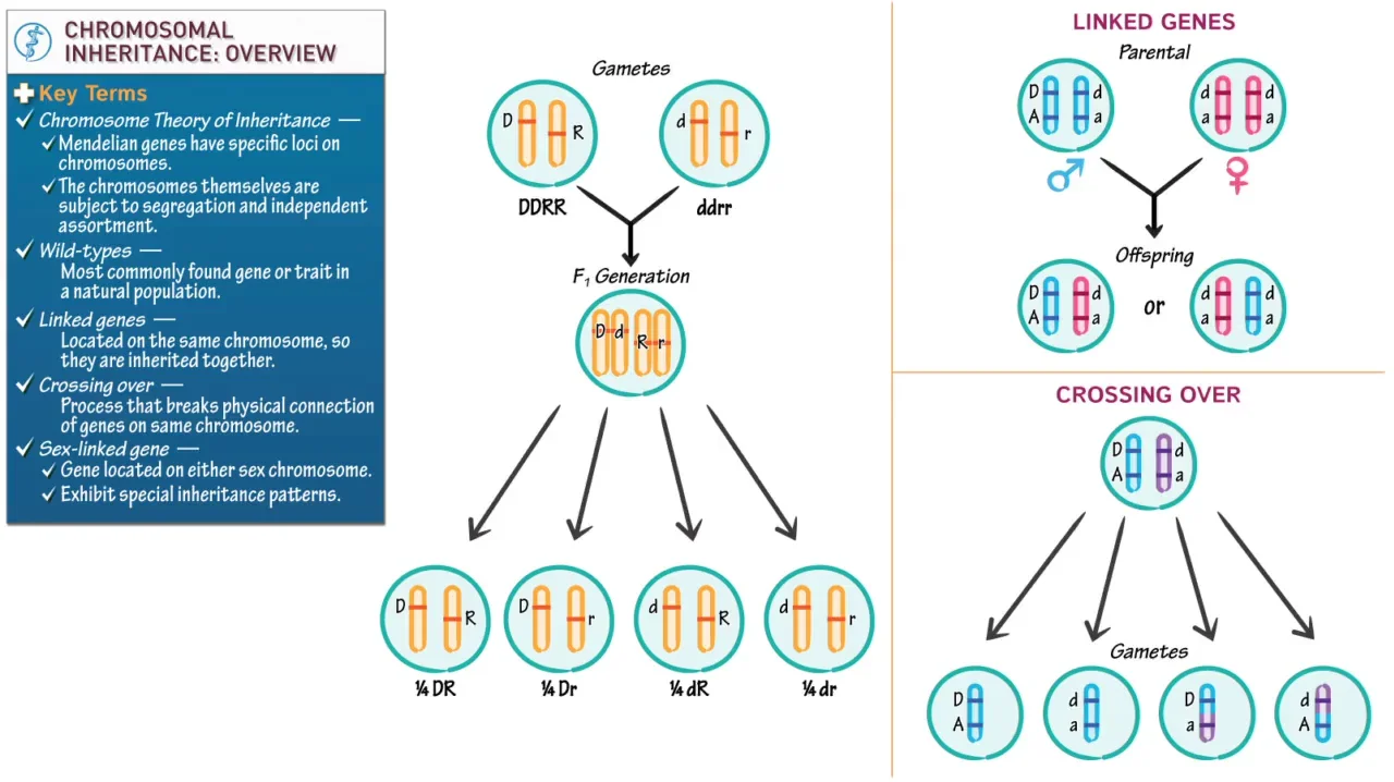 140-General Biology(Genetics).mp4 on Vimeo