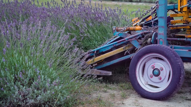 Tractor Lavender Field - Free video on Pixabay