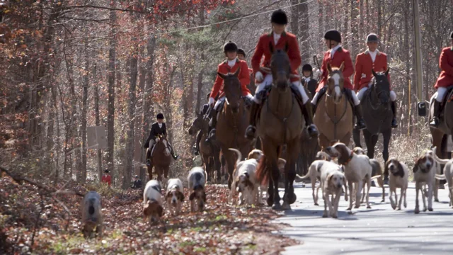 Fox Hunting Horses