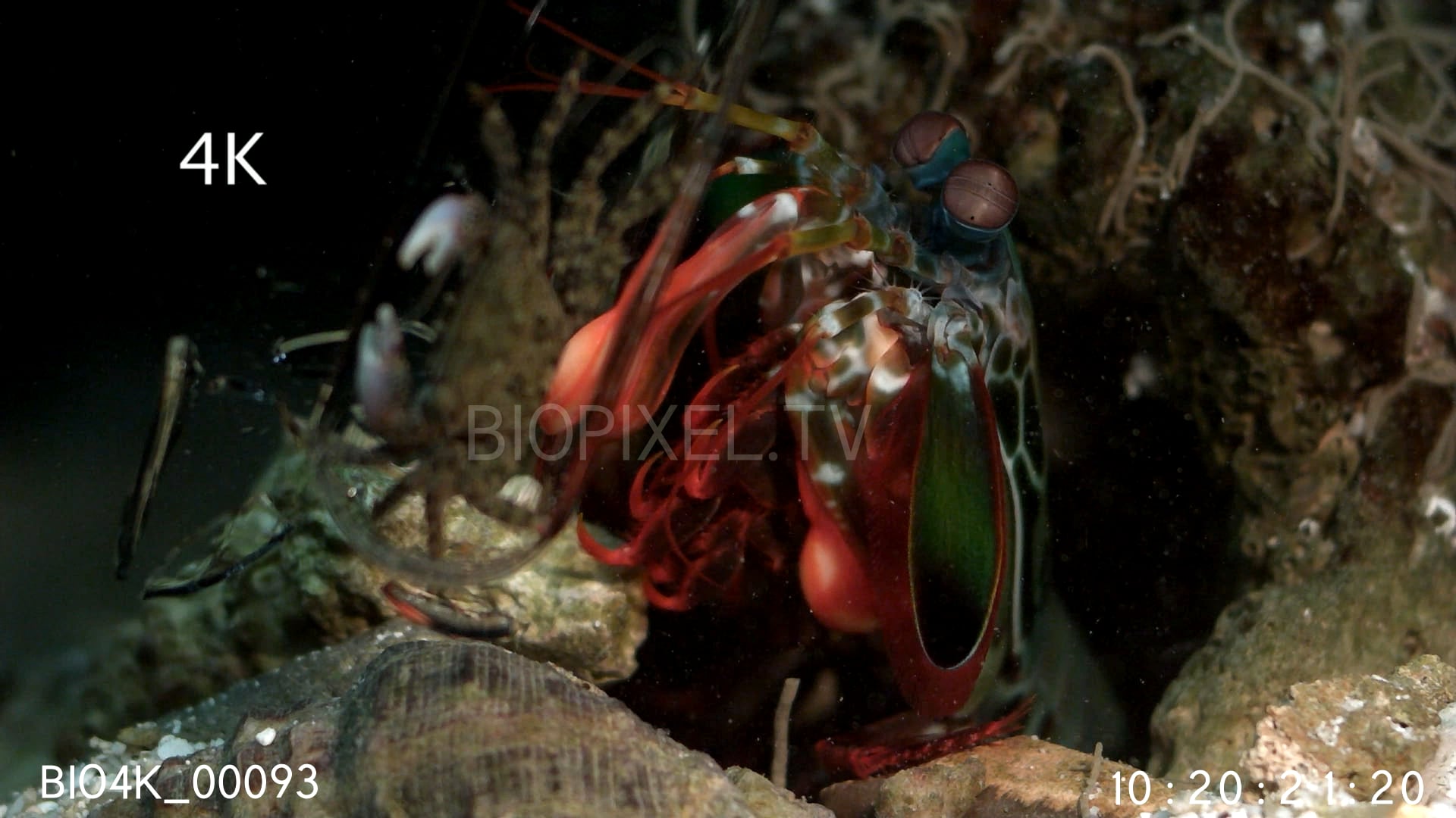 Crustaceans - Peacock mantis shrimp breaking glass slow motion 1500 frames per second 4K.mov on ...