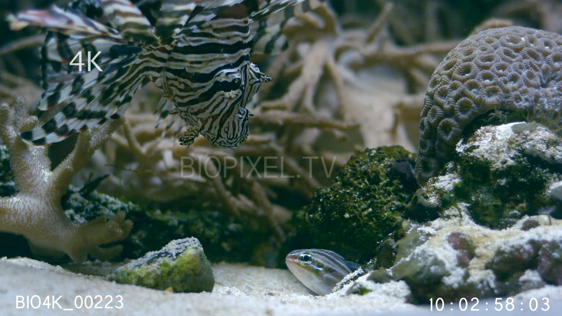 Fish Venomous - Lionfish feeding slow motion 1000 frames per second 4K ...