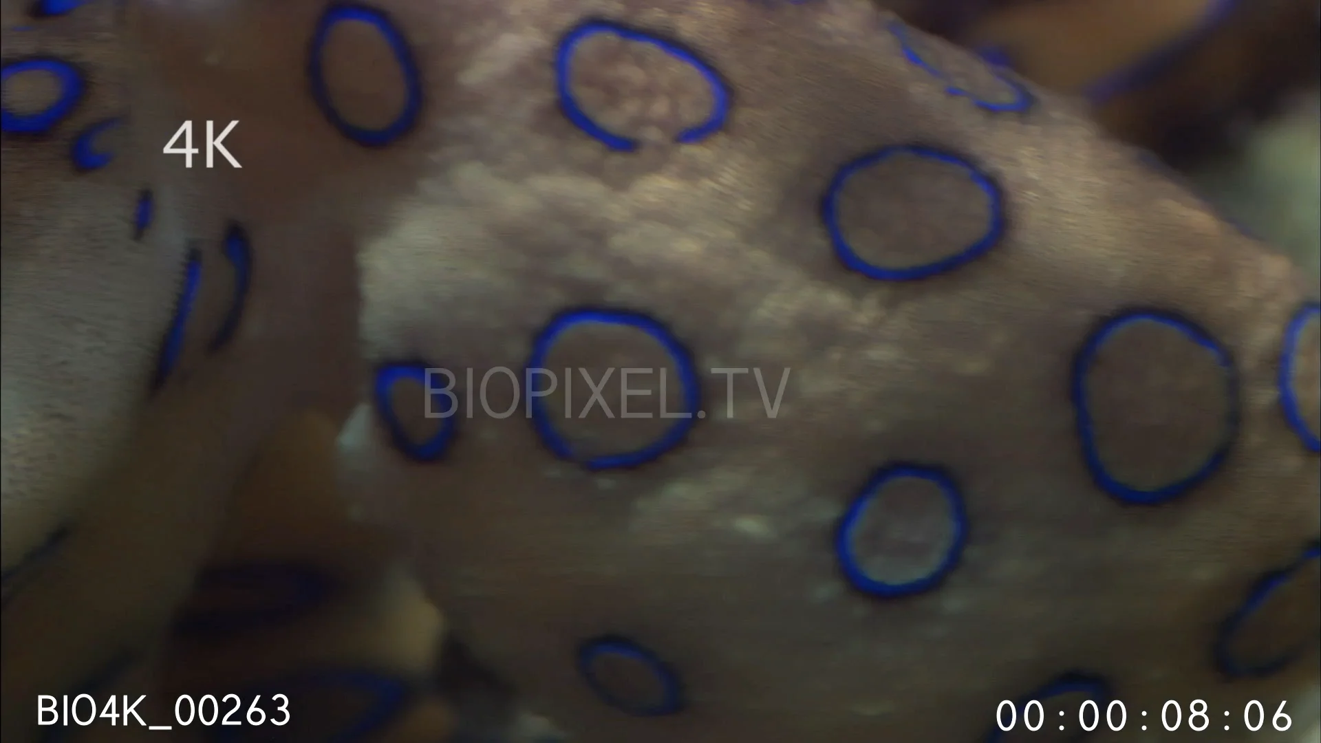 Octopus - Tropical blue ringed octopus feeding on crab 4K 2.mov on Vimeo