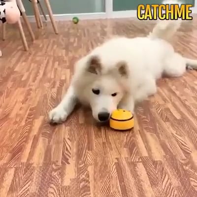 minion video on Vimeo