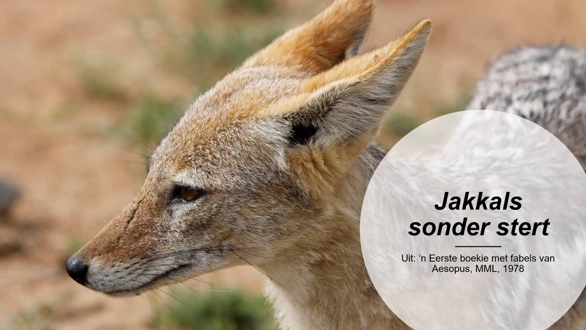 Jakkals sonder stert.mp4 on Vimeo