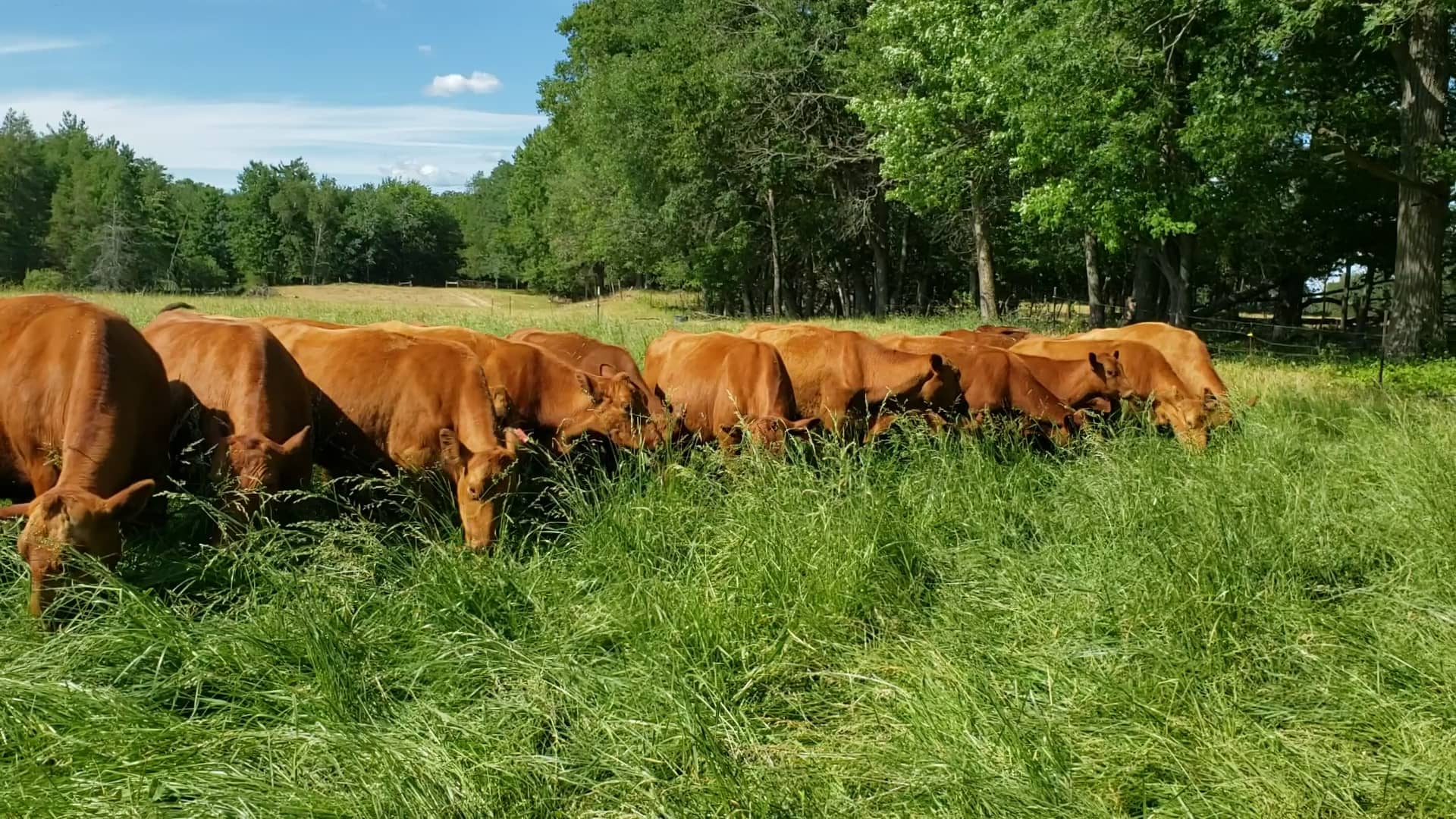Durand Family Farm Summer 2021 on Vimeo