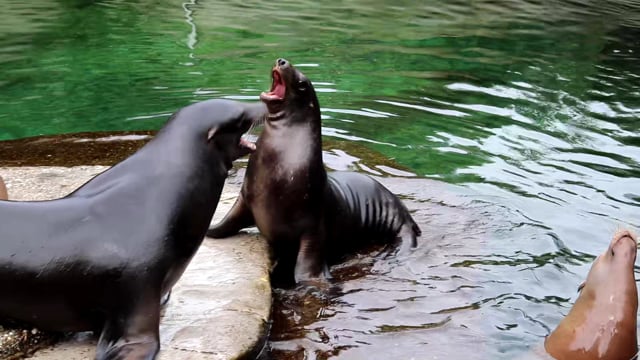 Animal Fight Videos: Download 12+ Free 4K & HD Stock Footage Clips ...