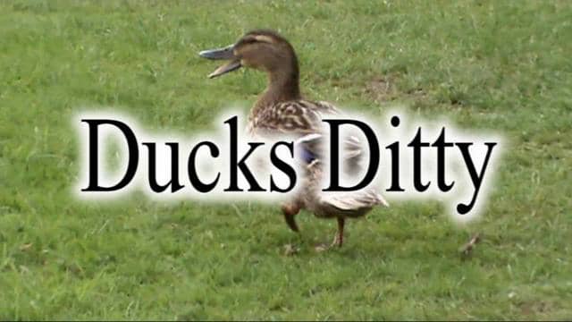 Ditty Ducks on Vimeo