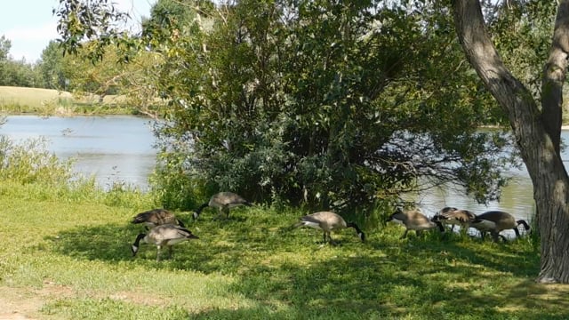 Geese Lake Family Free Stock Video - Pixabay
