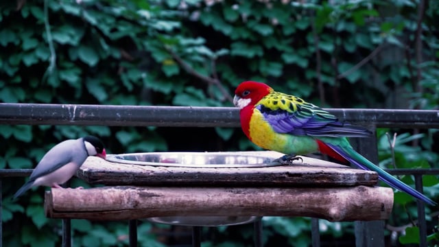 Birds, Feathers, Beak. Free Stock Video - Pixabay