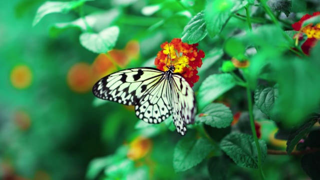 500+ Free Butterfly Stock Videos - Pixabay - Pixabay