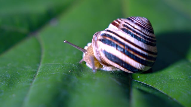 Snail Shell Slug - Free video on Pixabay