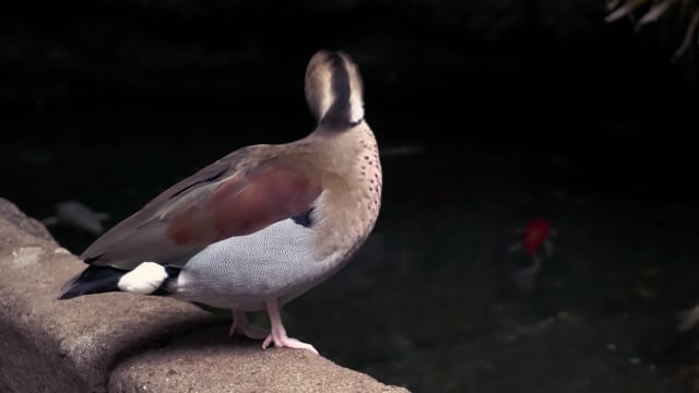 Pato Pássaro Penas - Free video on Pixabay - Pixabay