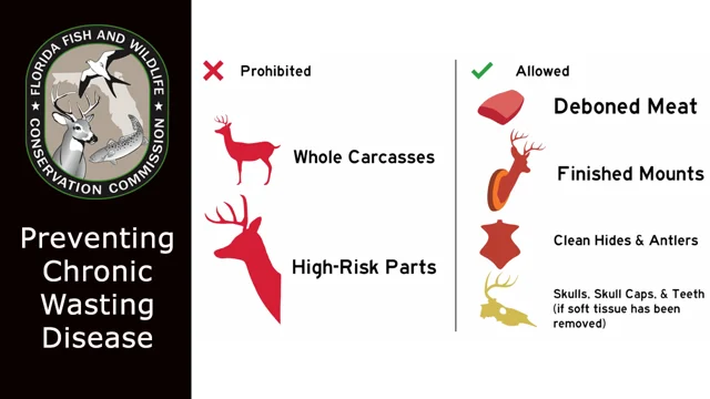 Deboning A Deer
