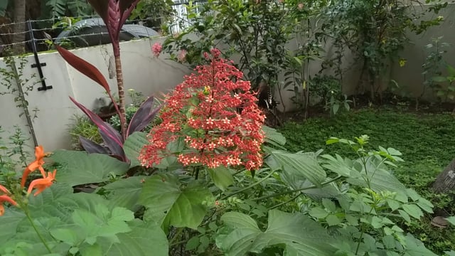 Fleur De Krishna Kireedam - Free video on Pixabay - Pixabay