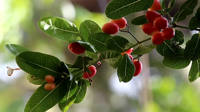 Carissa Carandas, Garden, Indian Cherry. Free Stock Video - Pixabay