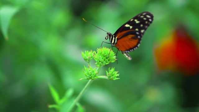 Más de 10 vídeos en HD y 4K gratis de Mariposas Volando y Mariposa ...