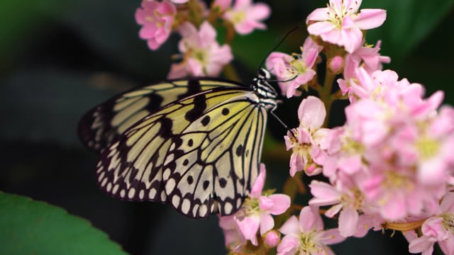 Más de 20 vídeos en HD y 4K gratis de Mariposas Volando y Volar - Pixabay
