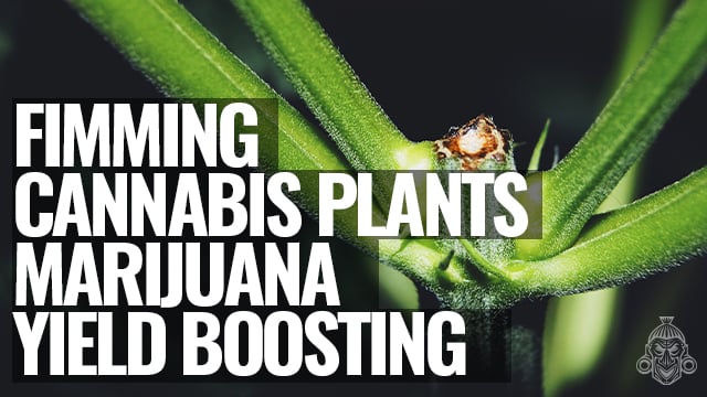 Fimming Cannabis Plants | Marijuana Yield Boosting on Vimeo