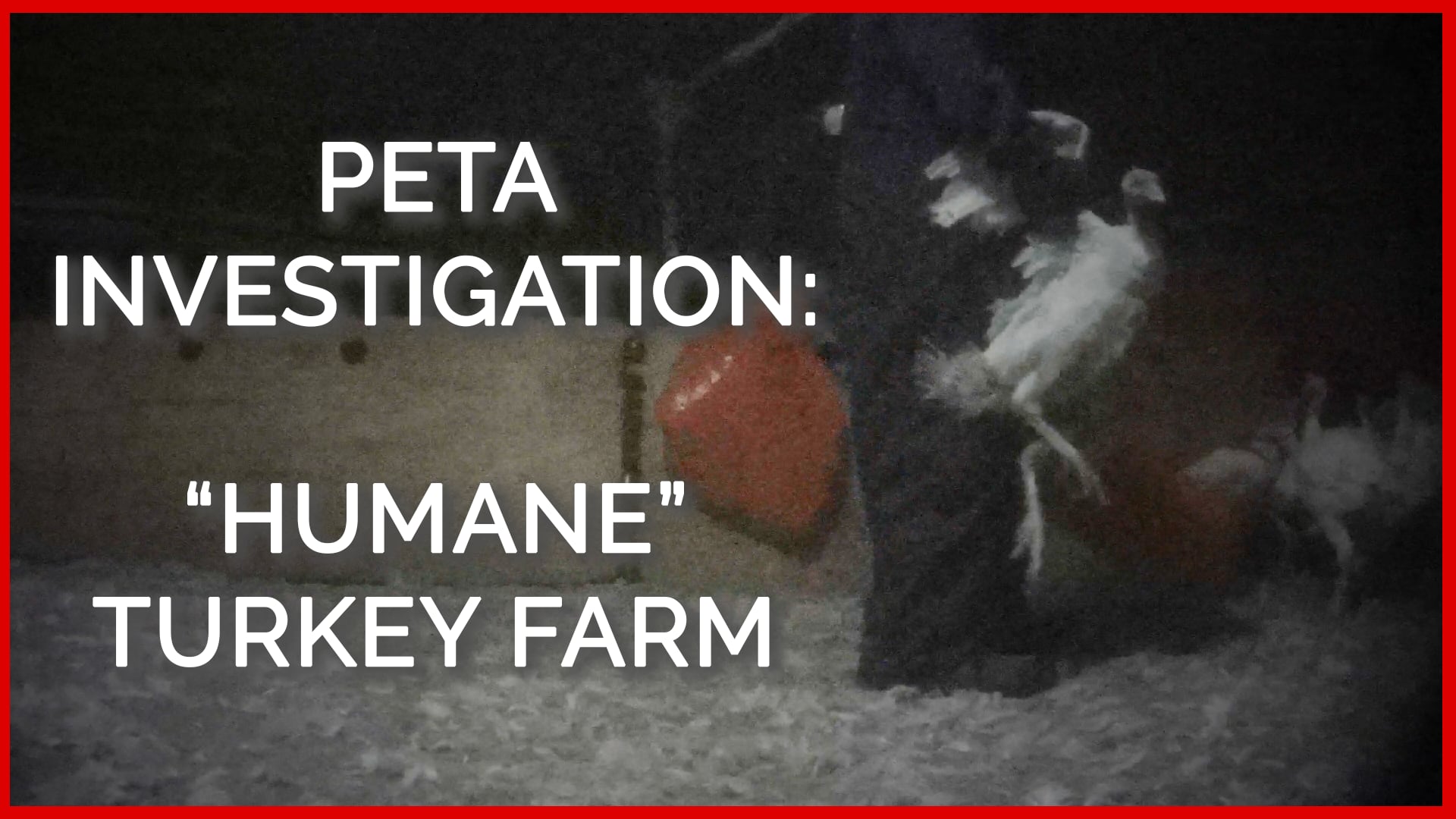 Turkeys Stomped on, Punched, and Left to Die at ‘Humane’ Farms ...