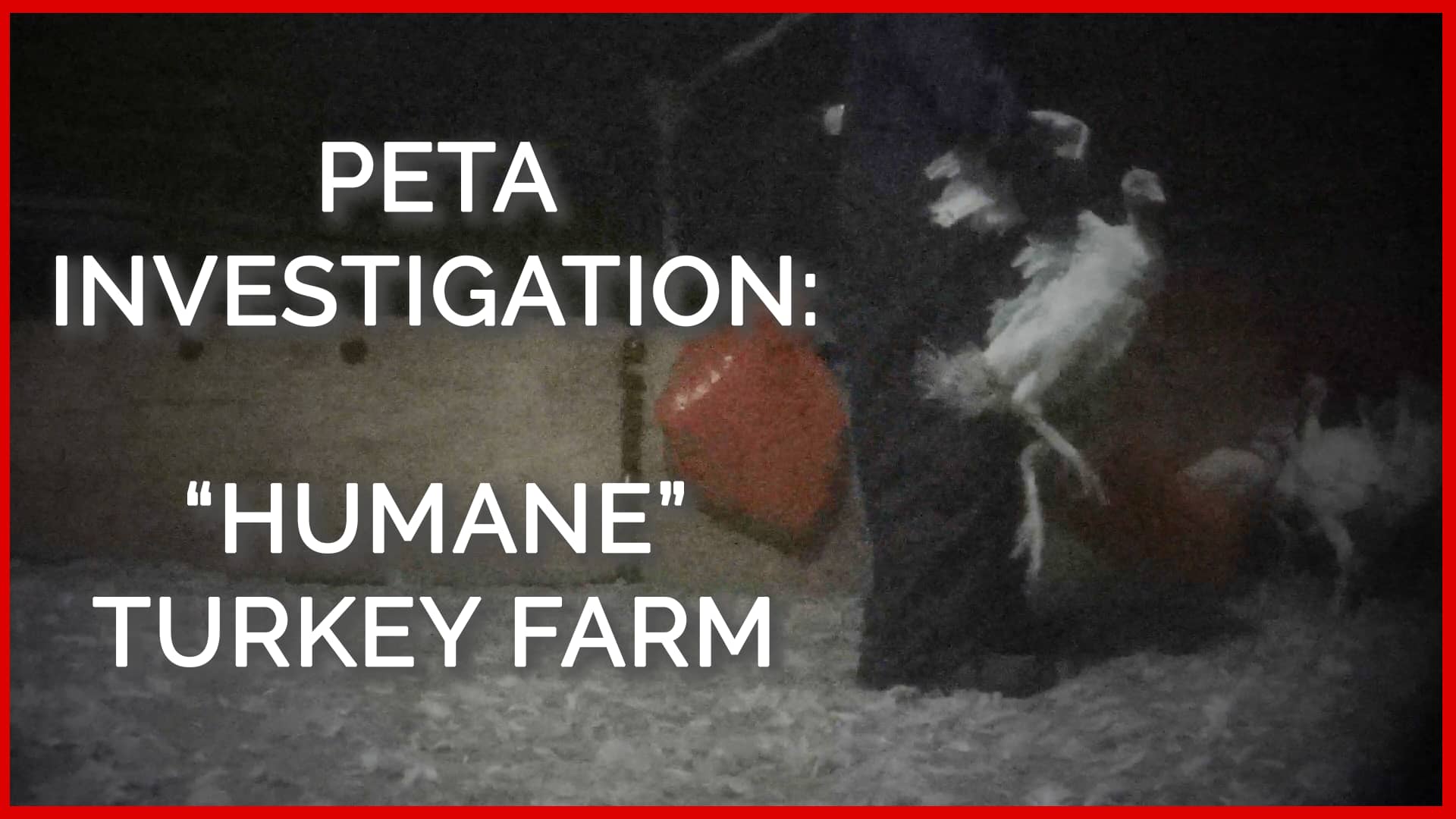Turkeys Stomped on, Punched, and Left to Die at ‘Humane’ Farms ...
