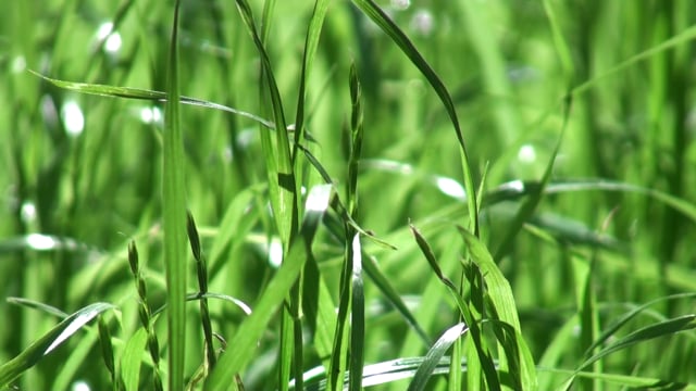 Grass Lawn Pasture - Free video on Pixabay
