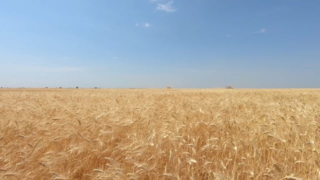 Field Rye - Free video on Pixabay