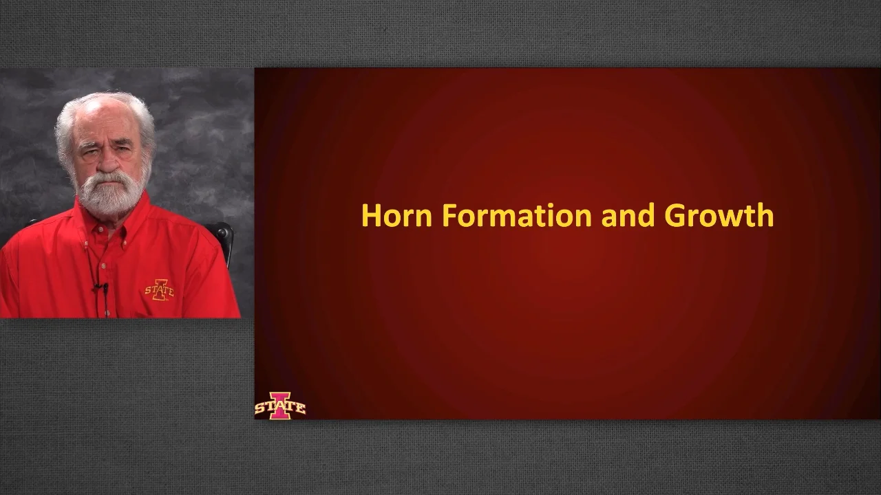 Part 2 – Horn Formation and Growth on Vimeo