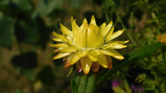 Yellow Flower Unknown - Free video on Pixabay