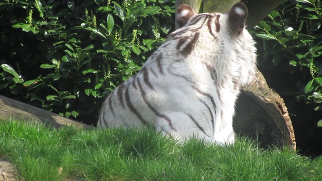 Tigre Forêt - Free video on Pixabay - Pixabay