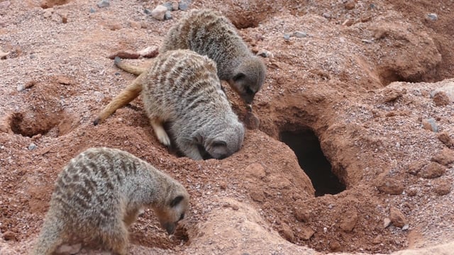 Meerkat Mammal Mongoose - Free video on Pixabay
