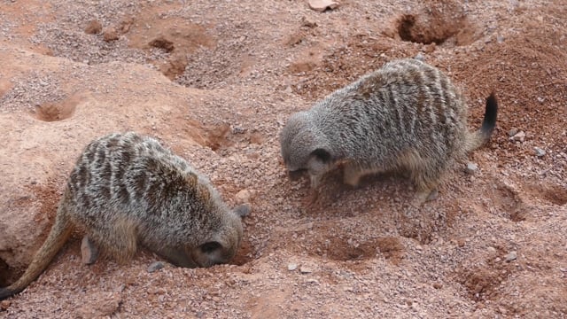 Meerkat, Mammal, Mongoose. Free Stock Video - Pixabay