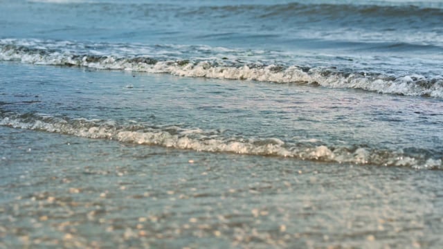 20+ Free Sea Shells & Sea Videos, HD & 4K Clips - Pixabay