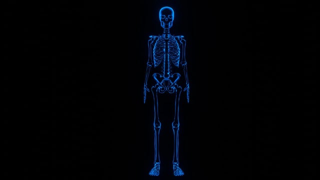 Skeleton, Rotation, Anatomy. Free Stock Video - Pixabay