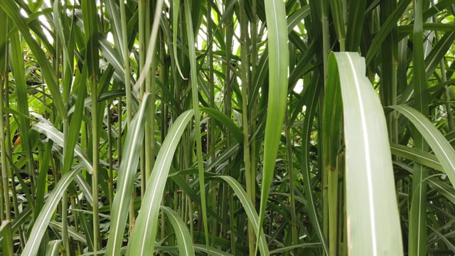 Reed Leaves Plant - Free video on Pixabay