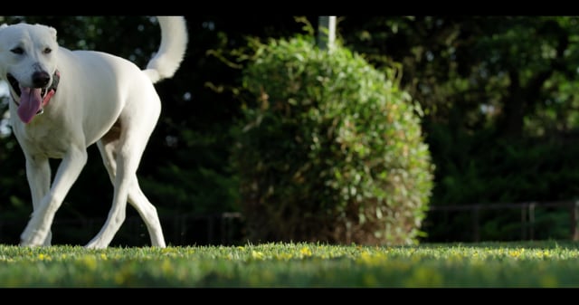 Cane Cat Cucciolo Cartone - Free video on Pixabay - Pixabay