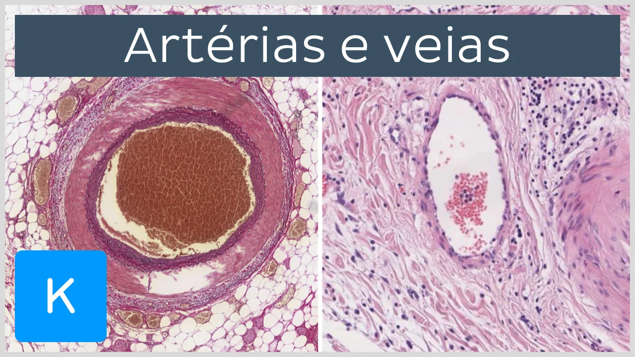 Histologia Das Arteriolas Artéria De Grande Calibre – Histologia