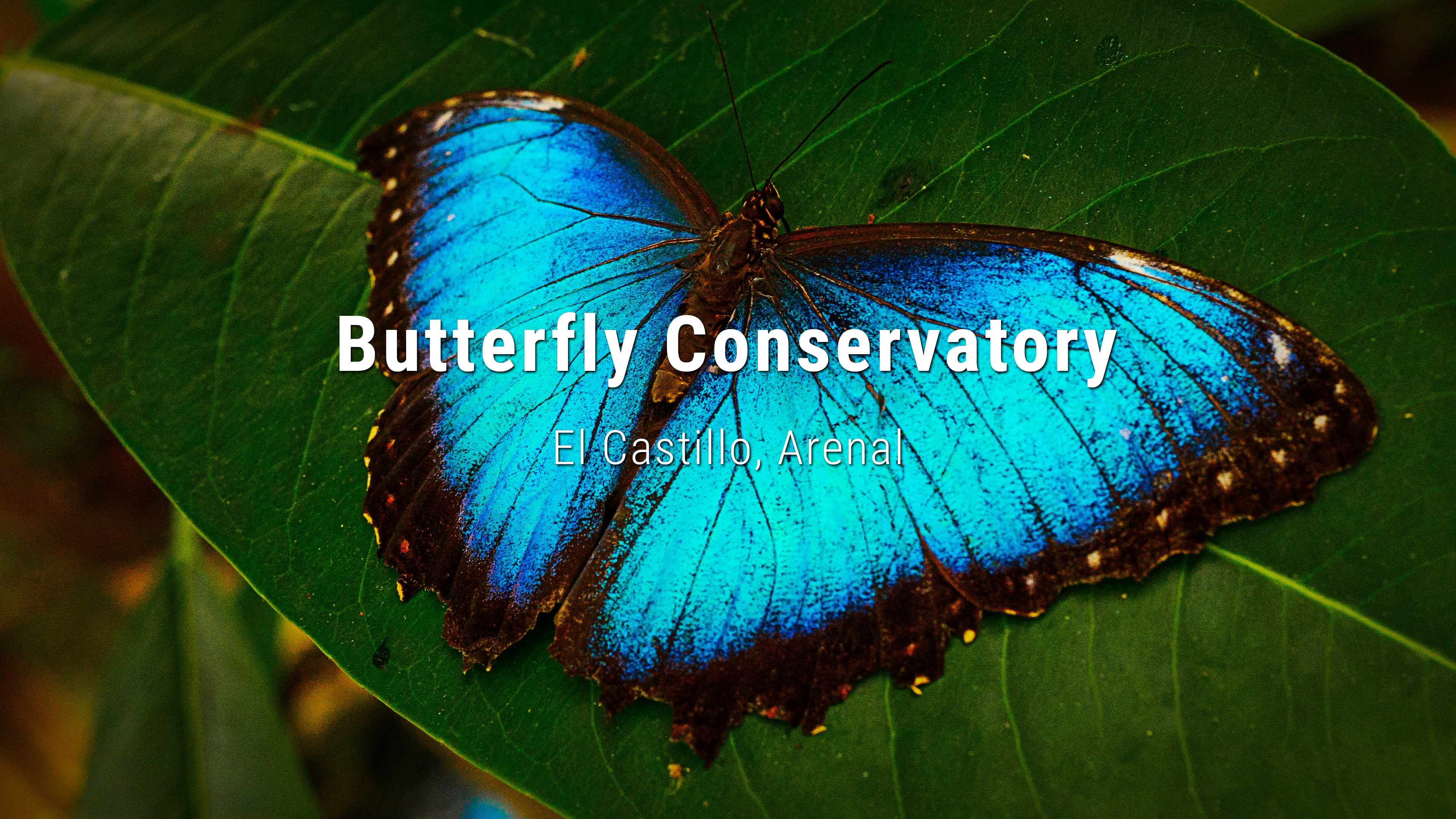 Costa Rica - El Castillo - Butterfly Conservatory on Vimeo