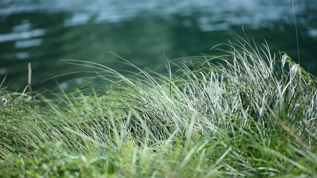 Water Grasses Grass - Free video on Pixabay