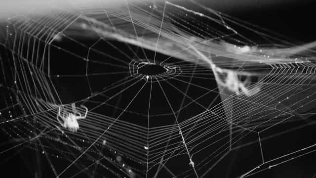 Spider Web Videos: Download 236+ Free 4K & HD Stock Footage Clips - Pixabay