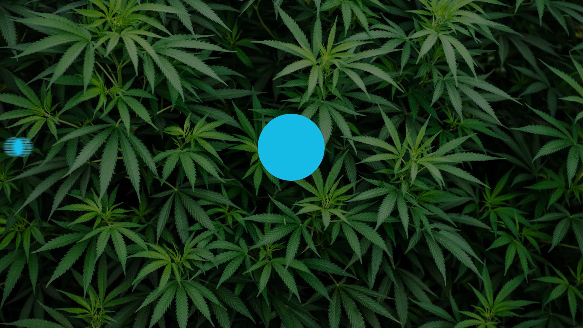 Cheeba Cannabis Academy Harvesting With Kwanda Mtetwa.mp4