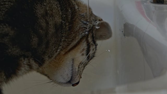 Cat Feline Faucet - Free video on Pixabay