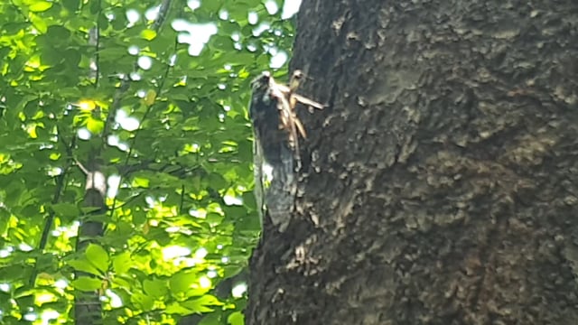 Summer Insect, Korean Cicadas, Cicadas. Free Stock Video - Pixabay