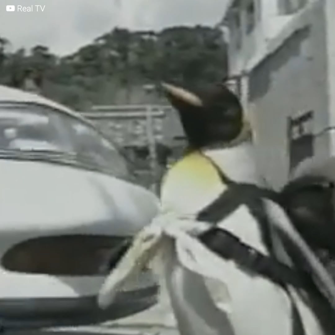 20 - 08 Lala Penguin Goes Shopping in Japan LIMPIO.mov on Vimeo