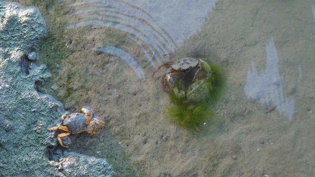 Crabs Coupling Fight Free Stock Video - Pixabay