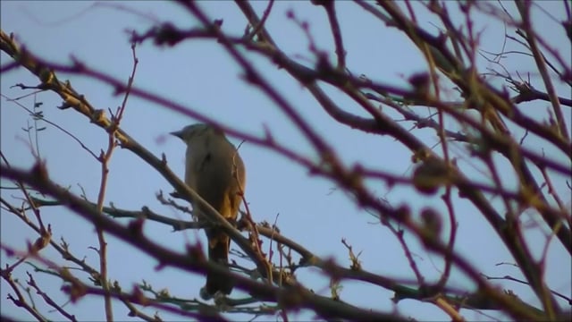 Branches, Darling, Birds. Free Stock Video - Pixabay